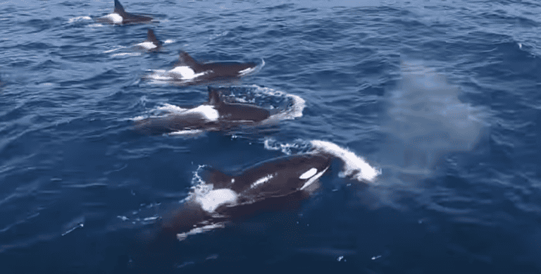 Orca Pod Hunts Huge Blue Whale in Rare Footage - Animals Around The Globe