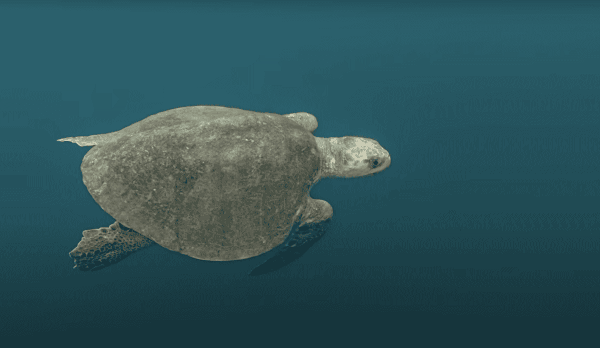Brave Humans Save Turtle From Tiger Shark - Animals Around The Globe