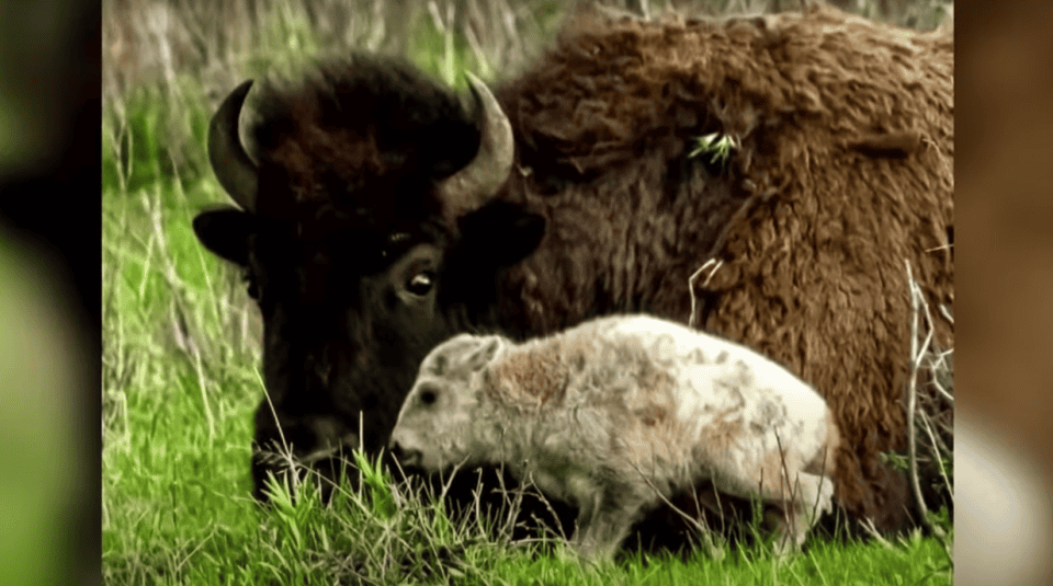 Yellowstone's Celebrated Rare White Bison Calf Missing Weeks After ...