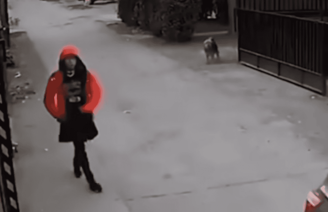 A Heroic Stray Dog Protects A Girl From A Potential Kidnapping ...