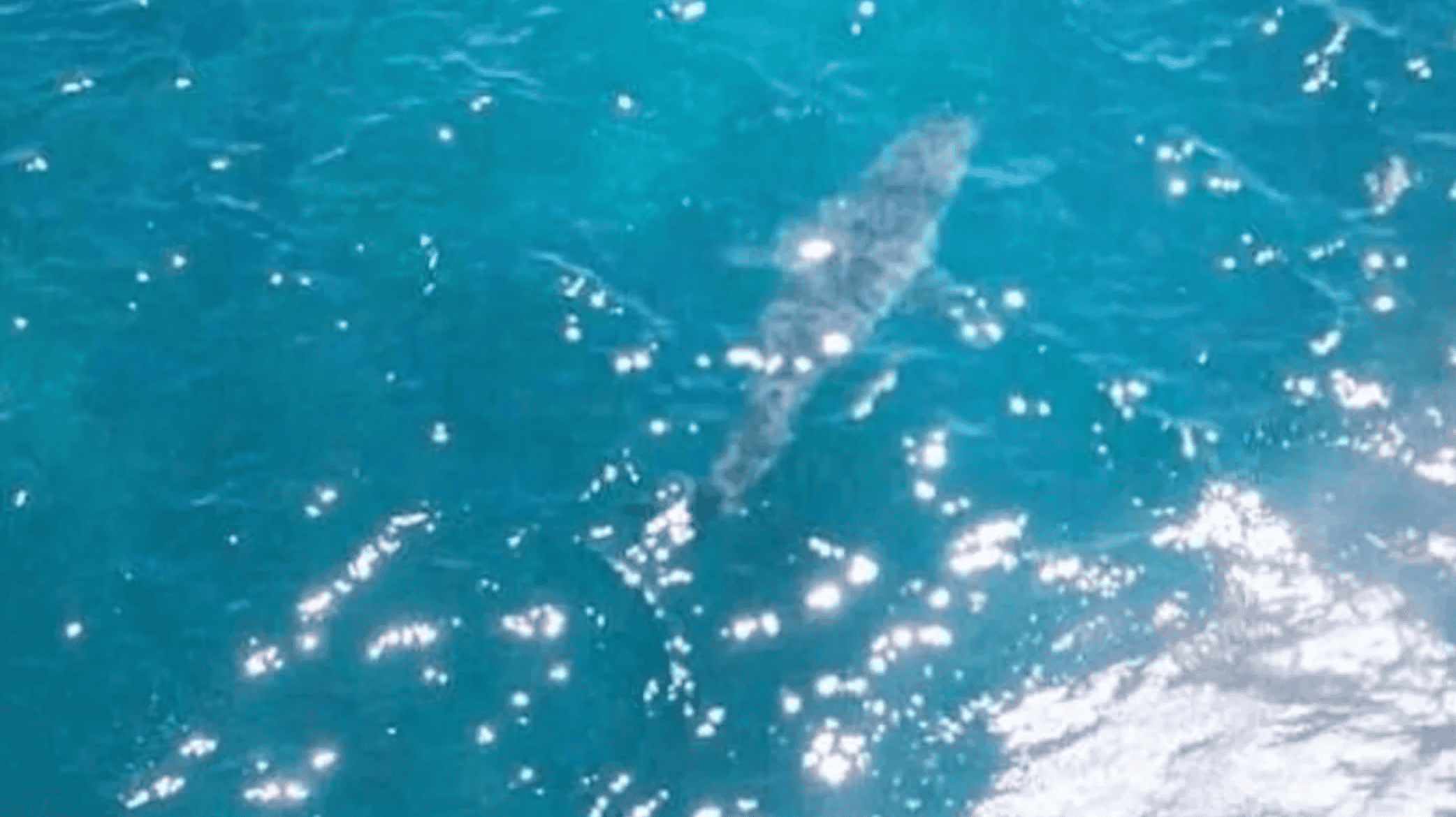 Great White Shark Photographed In Australia Could Be Largest Ever Seen ...