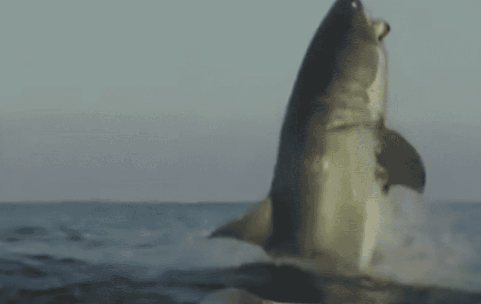 Video of Massive Shark Leaves News Anchor Speechless - Animals Around ...