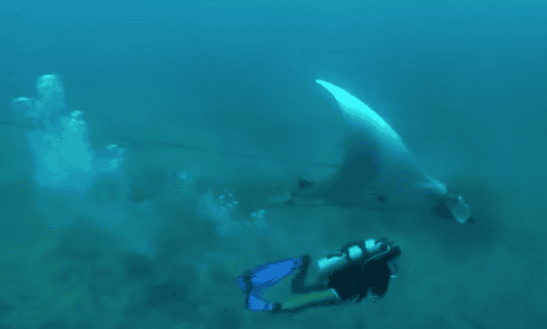 Divers Free Giant Oceanic Manta-Ray from Tangled Nets in Maldives ...