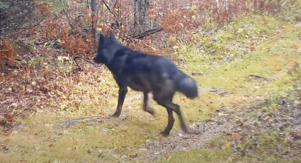Inside the Drama of the Most Famous Wolf Pack in Yellowstone - Animals ...