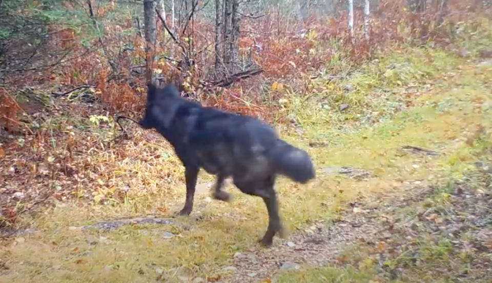Inside the Drama of the Most Famous Wolf Pack in Yellowstone - Animals ...