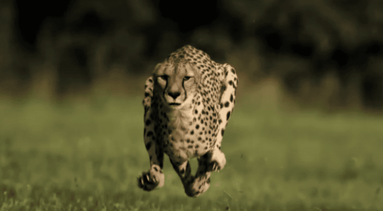 Fastest Cheetah Sets New Speed Record at Wildlife Sanctuary - Animals ...