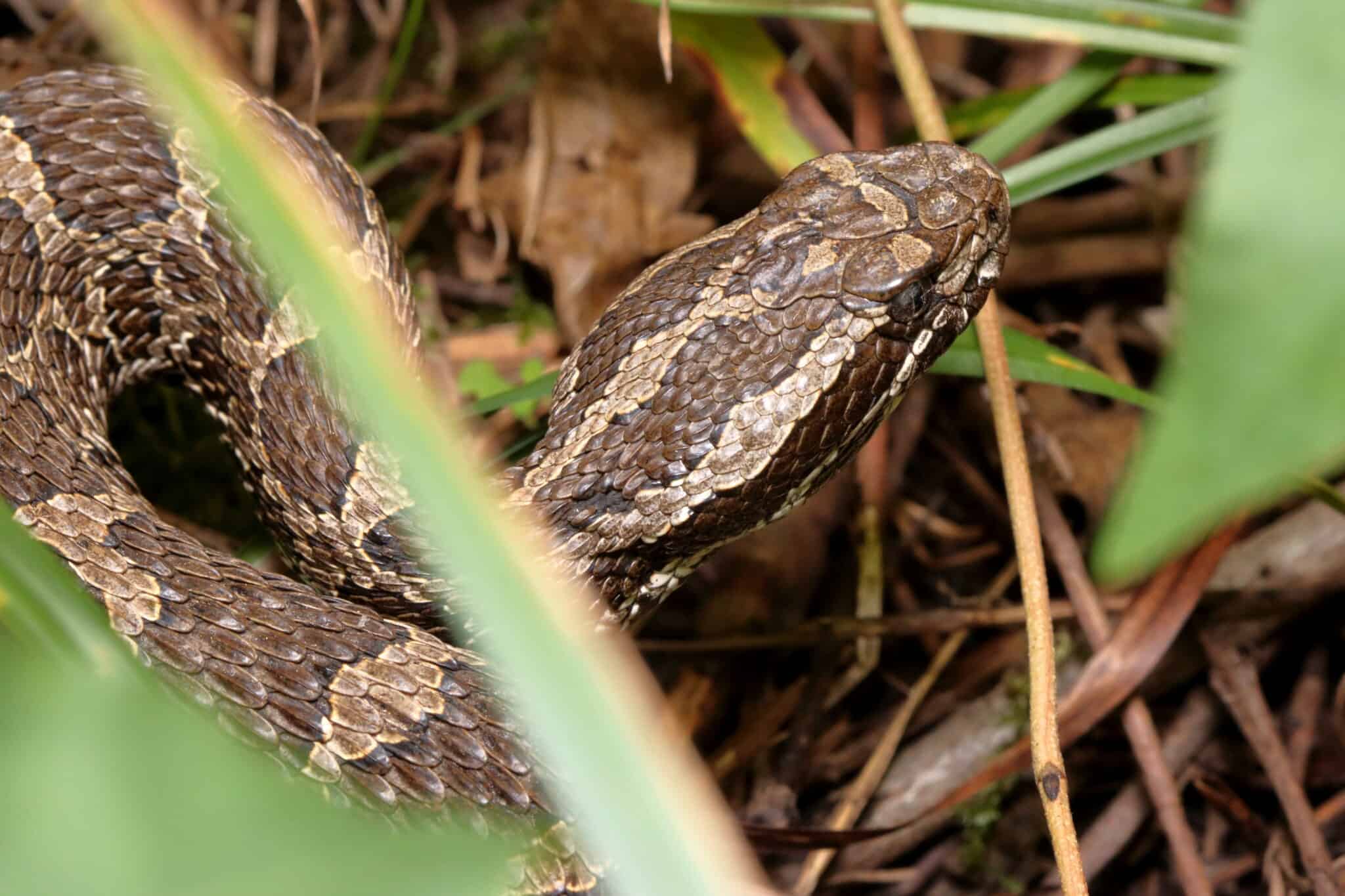 Rare and Highly Toxic Eastern Massasauga Rattlesnake Found in Ohio ...