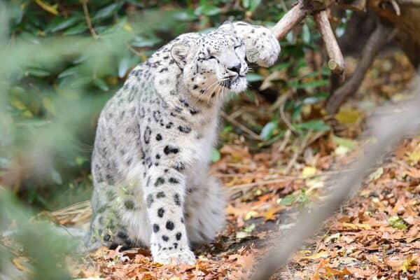 Snow Leopard Threats and How You Can Help - Animals Around The Globe