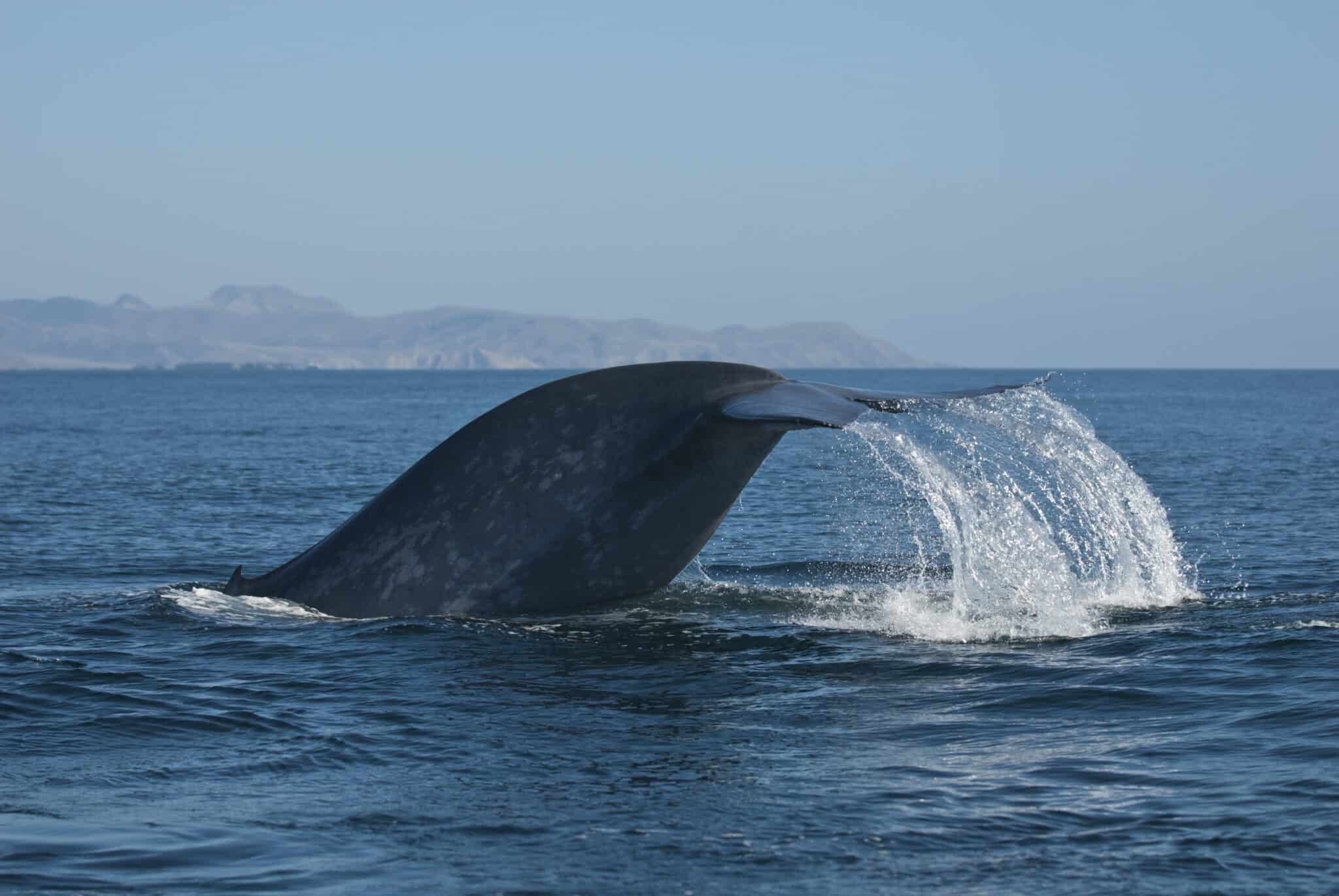 Why a Single Blue Whale Can Reshape an Entire Ecosystem
