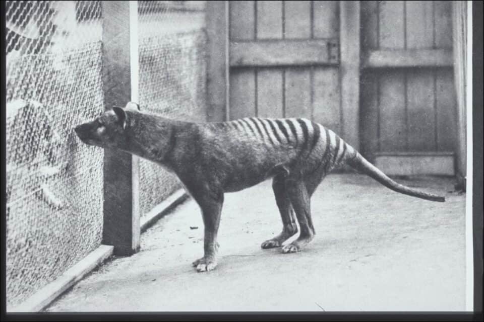 10 Animales que se Extinguieron Recientemente – Wiki Blog