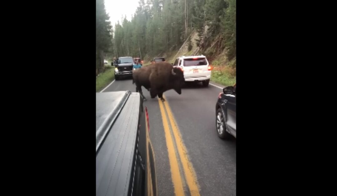 Why You Should Never Approach A Bison in Yellowstone National Park ...