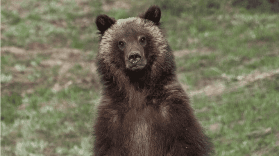 World's Most Famous Grizzly Bear Emerges With New Giant Cub - Animals ...