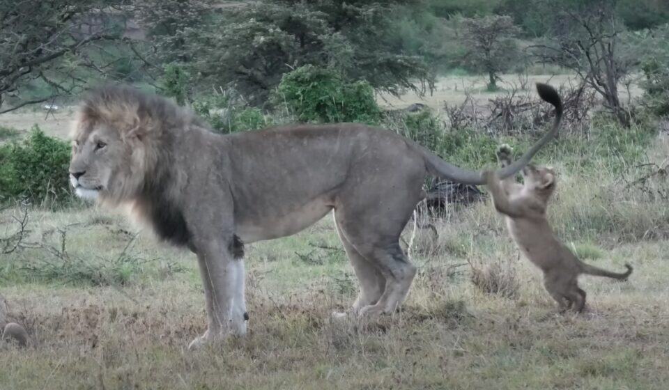 Lion Cub Annoys it's Father's Pee Pee in This Mischievously Cute Video ...