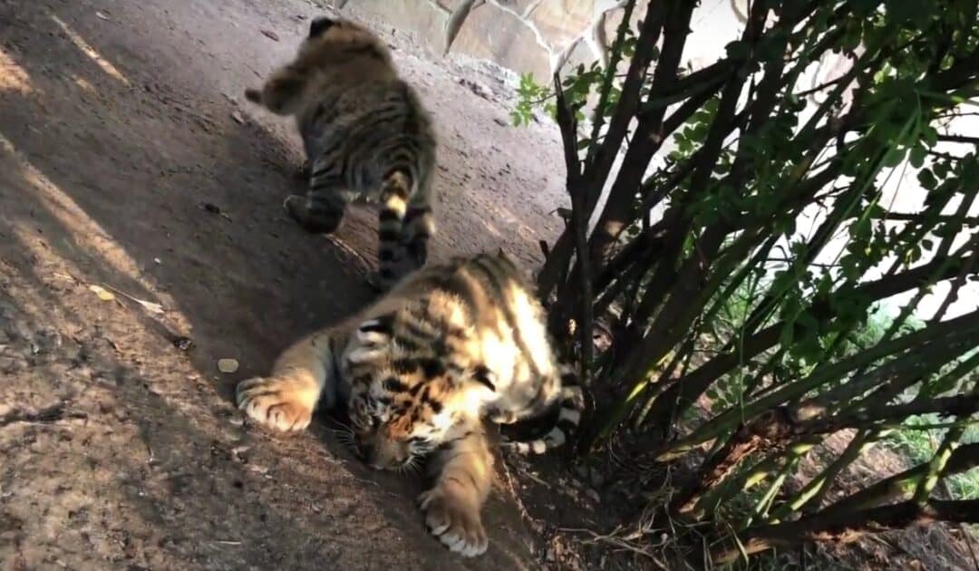 19 Days After Birth, Tiny Tiger Cubs' Take Their First Steps - Animals ...