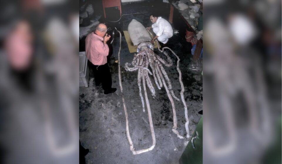 The Largest Deep-Sea Creatures Ever Found