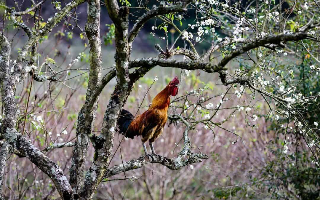 13 Signs Your Chicken Is Sick and What to Do - Animals Around The Globe