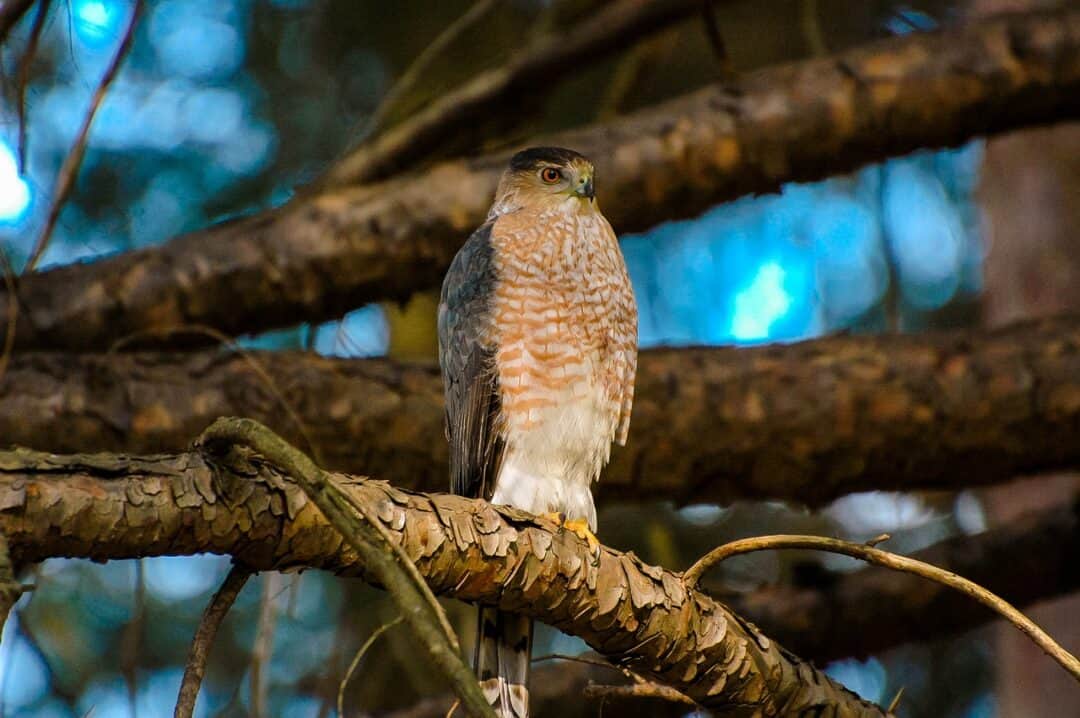 12 Wild Birds That Thrive in Urban Cities - Animals Around The Globe