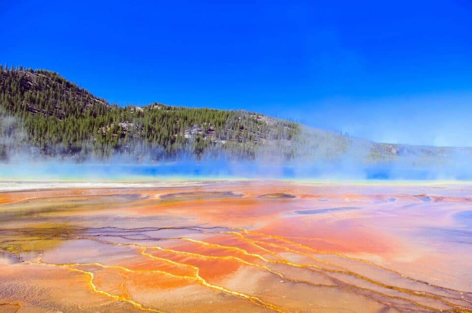 What Happens If Yellowstone Erupts? - Animals Around The Globe