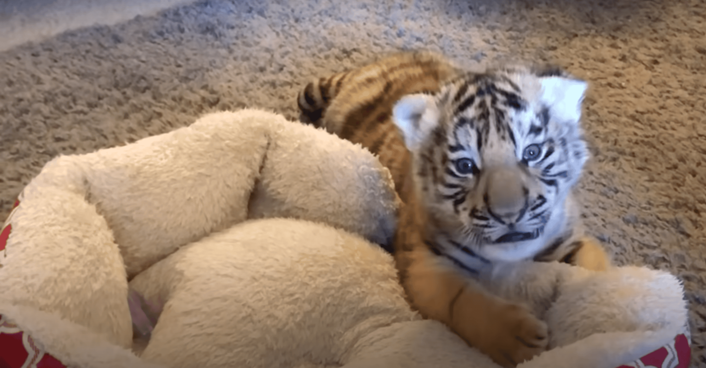 The Tiniest Tiger Cub Brave Journey From Being Rescued To A Wild Man ...