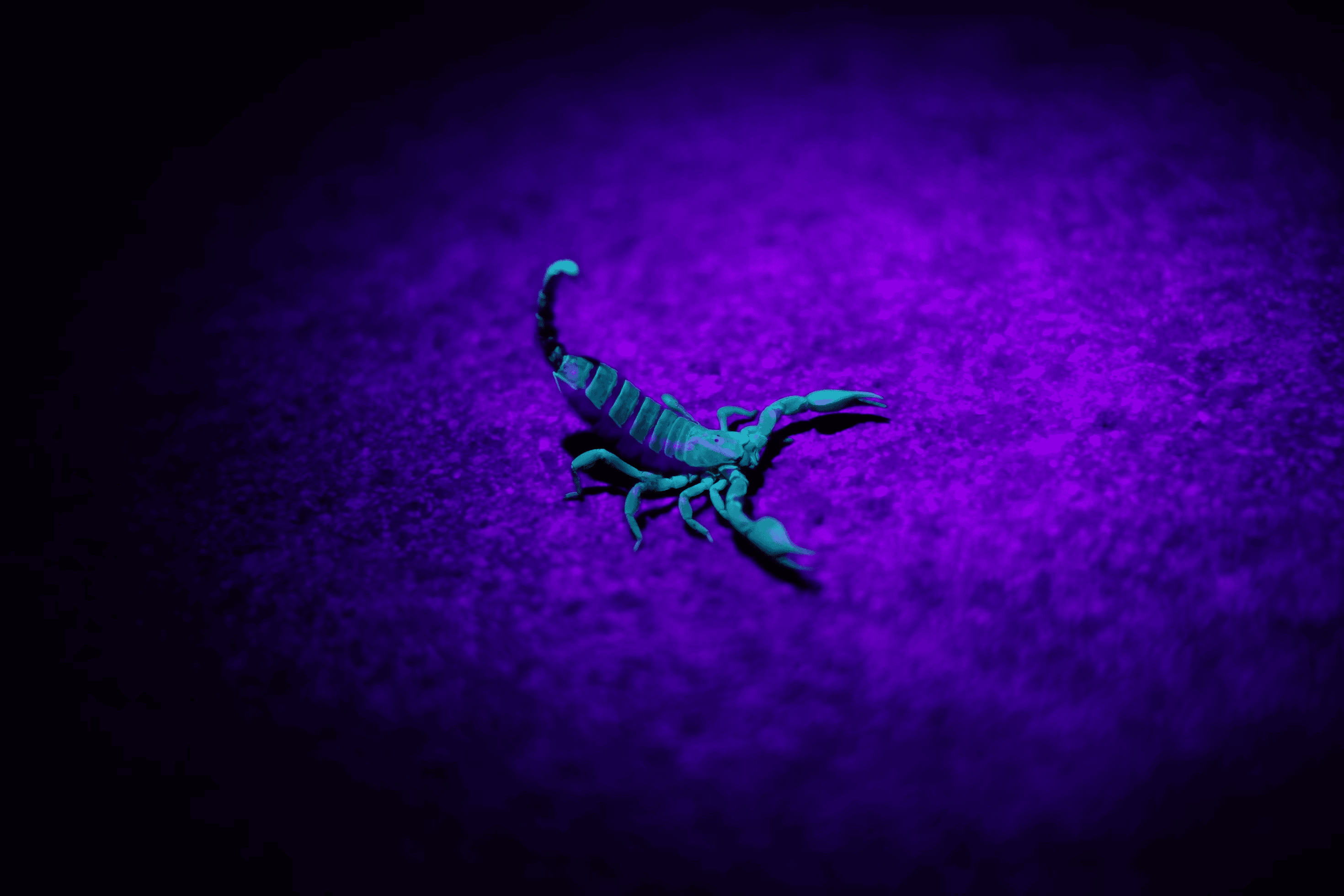 Watch Out! Scorpions Spotted in These 29 States - Animals Around The Globe