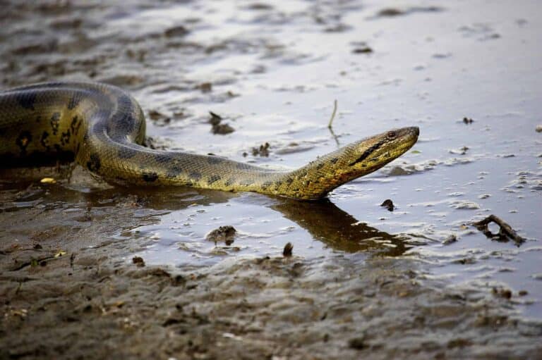 The World’s Heaviest Snake Can Weigh More Than a Refrigerator - Animals ...