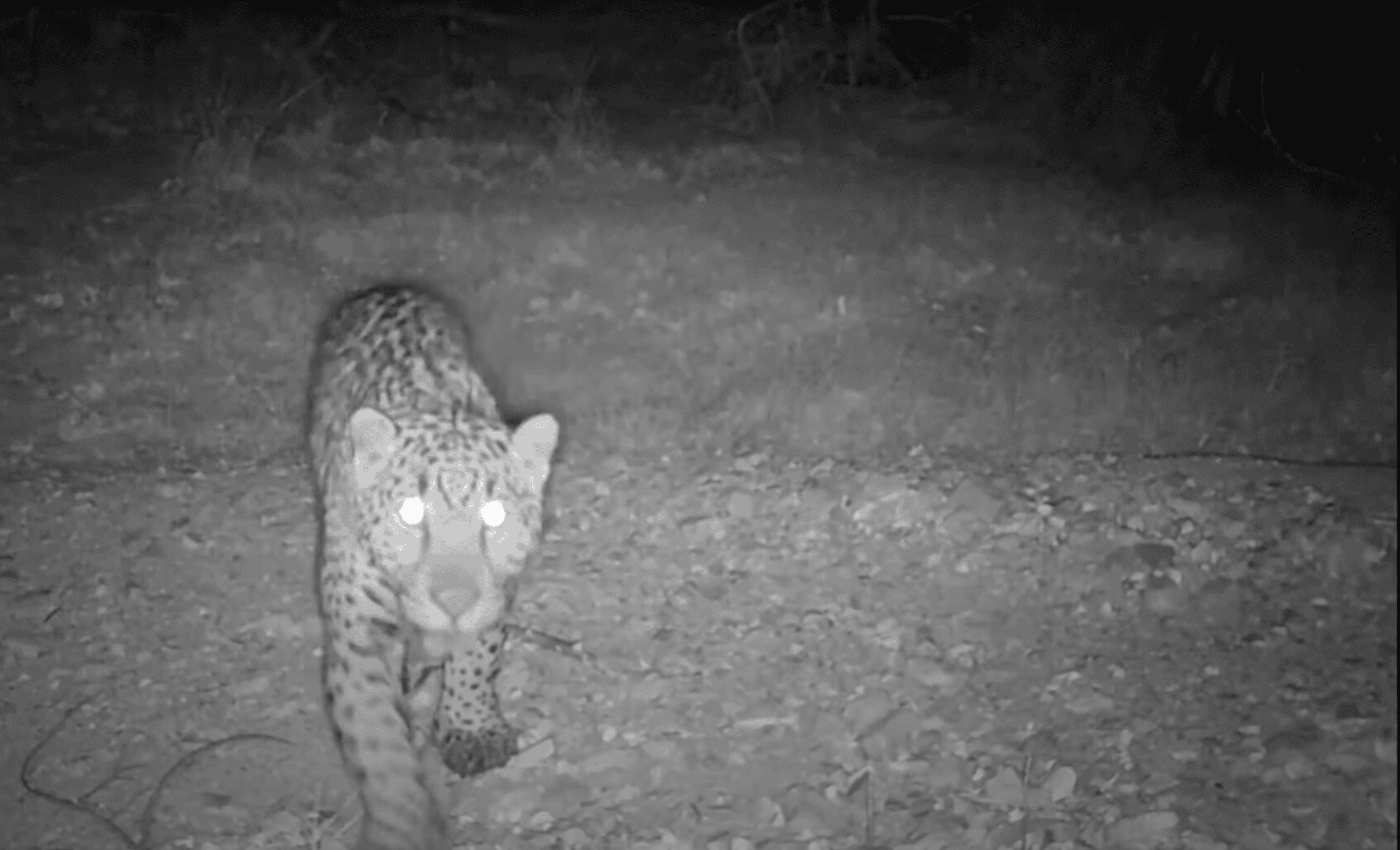 Rare Footage Of A Jaguar Returning To Arizona - Animals Around The Globe