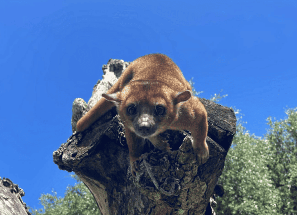 The 15 Most Unusual Pets People Actually Own