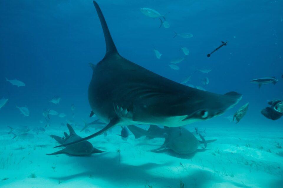 The Biggest Hammerhead Shark Ever Spotted in the Indian Ocean - Animals ...