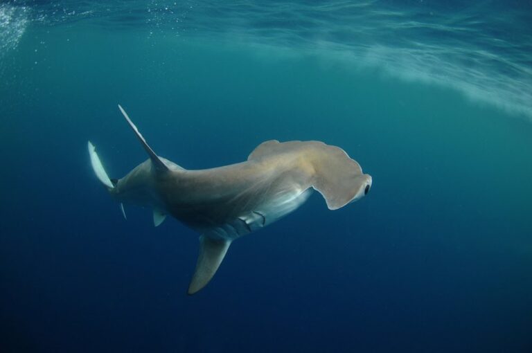 13 Sharks That Can Be Found in Surprisingly Shallow Waters - Animals ...