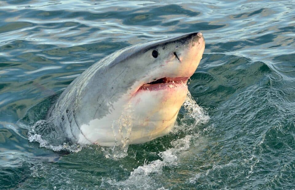 This Fish Was So Massive It Sank a Fishing Boat - Animals Around The Globe