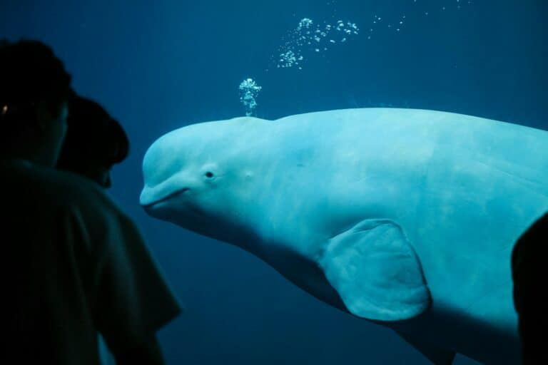 Why Beluga Whales Love to Mimic Human Voices