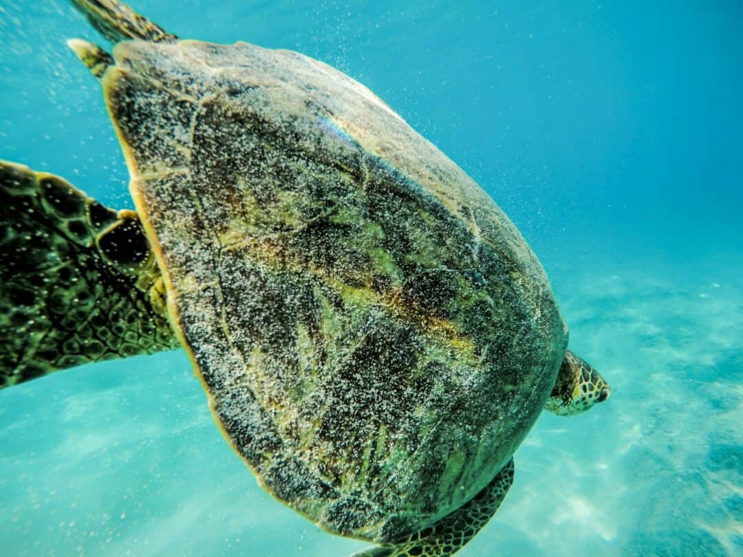 Thrilling Encounter Tiger Shark vs. Tenacious Sea Turtle