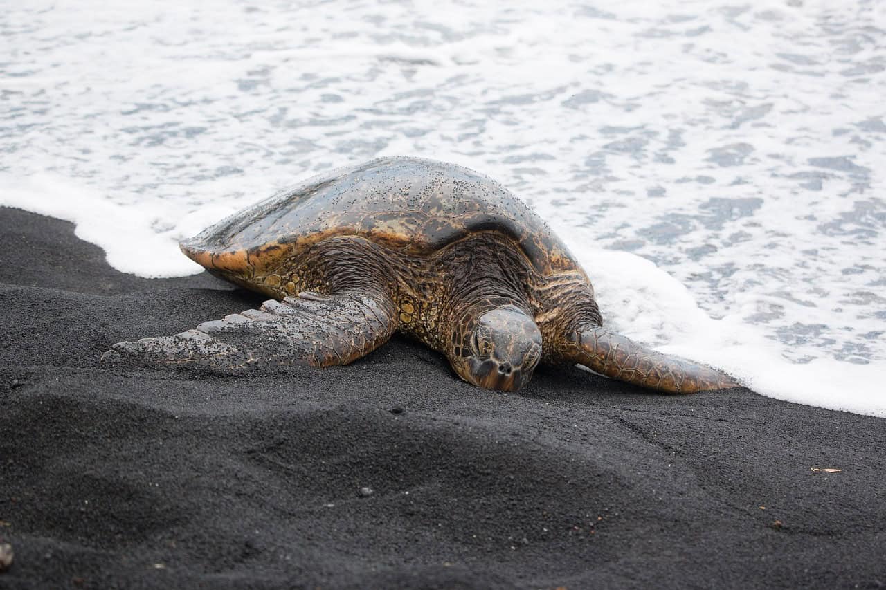 Largest Turtle Migration Finally Captured on Camera - Animals Around ...