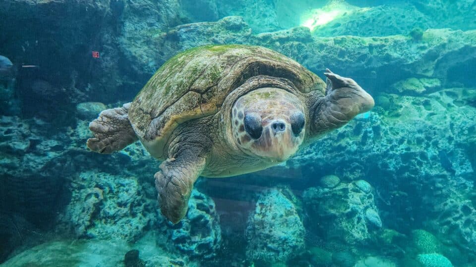 The Largest Sea Turtle Nesting Revealed on Remote Island - Animals ...