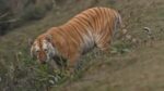 Rare Golden Tiger Captured on Camera in India - Animals Around The Globe