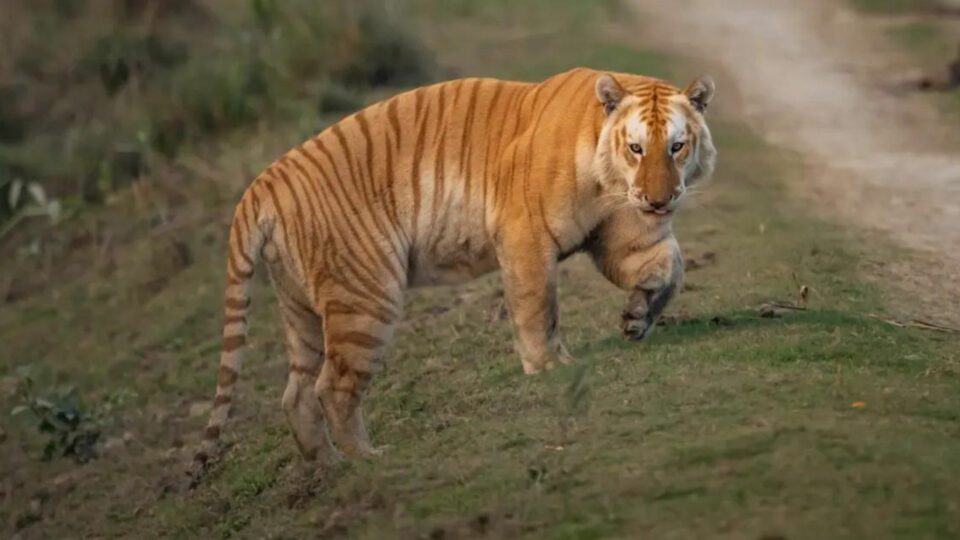 Rare Golden Tiger Captured on Camera in India - Animals Around The Globe