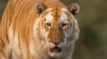 Rare Golden Tiger Captured on Camera in India - Animals Around The Globe