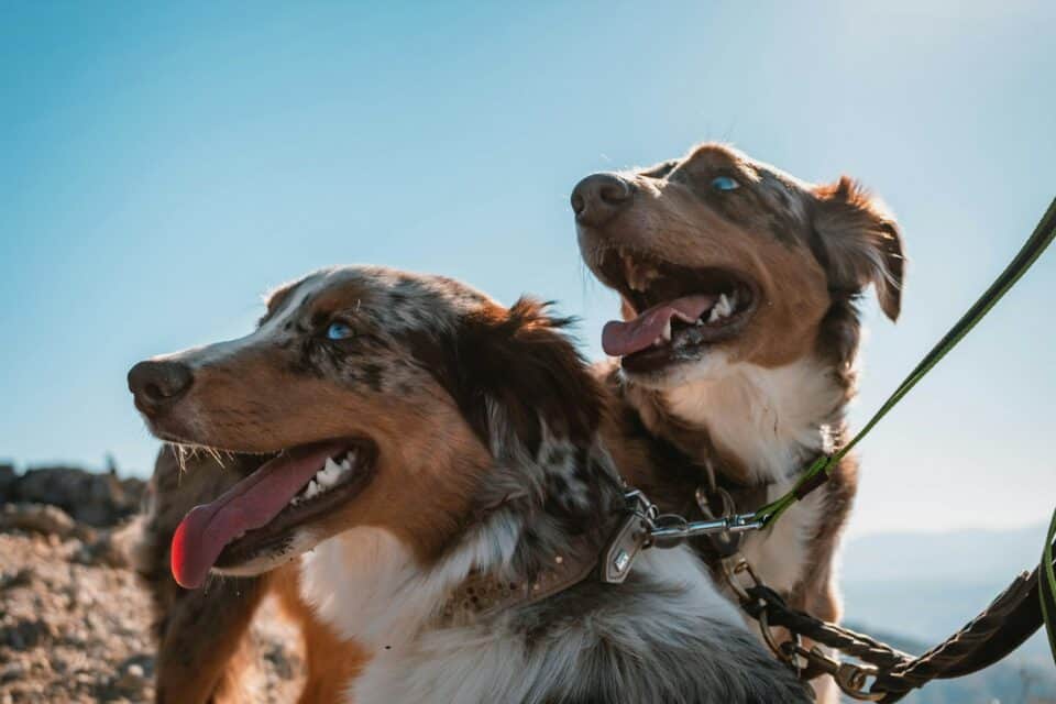 Exploring The Science Behind Dogs Resemblance and Personality To Their ...