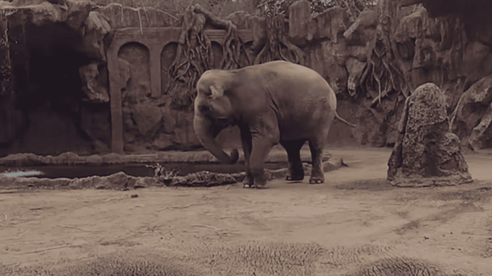 Hero Elephant Sounds Alarm to Save Drowning Antelope - Animals Around ...