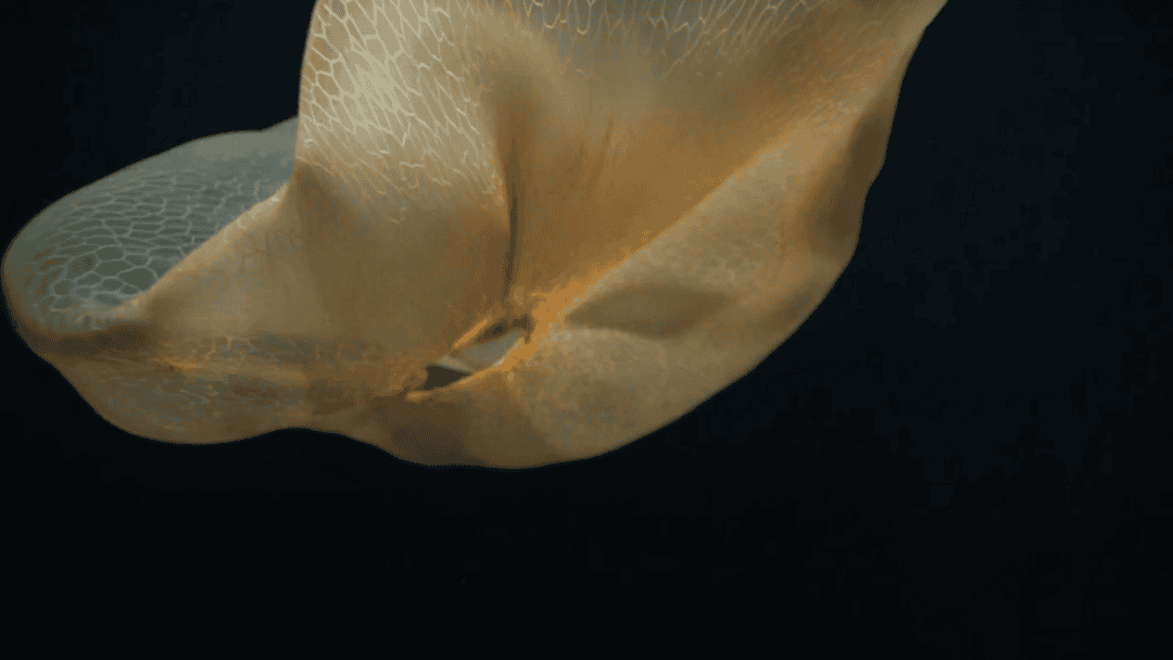 This Jellyfish Shape Shifts in the Ocean Depths