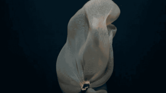 This Jellyfish Shape Shifts in the Ocean Depths