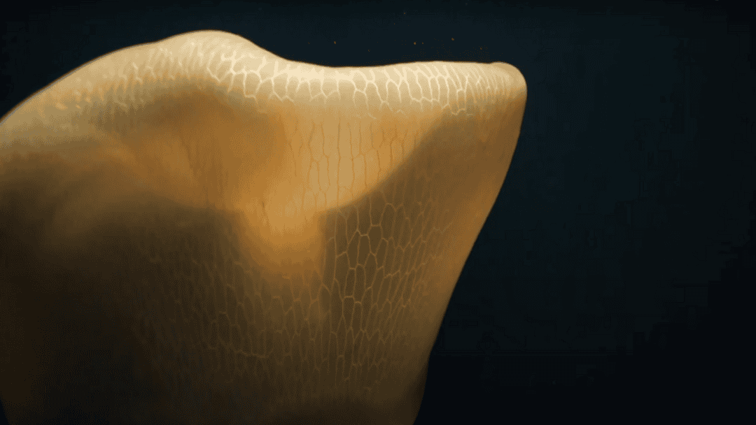 This Jellyfish Shape Shifts in the Ocean Depths
