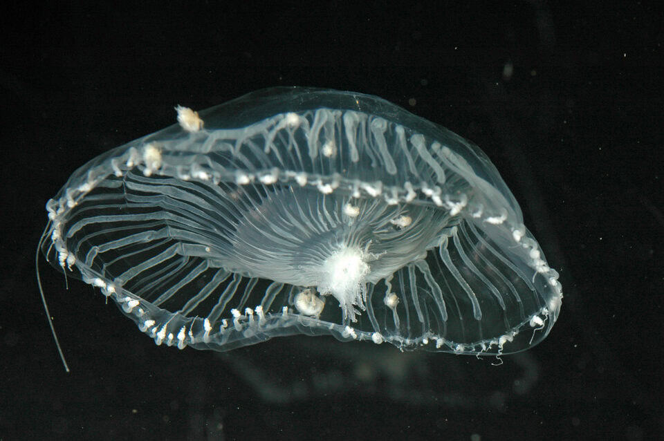 Glow-in-the-Dark Sharks and Other Fascinating Bioluminescent Fish ...