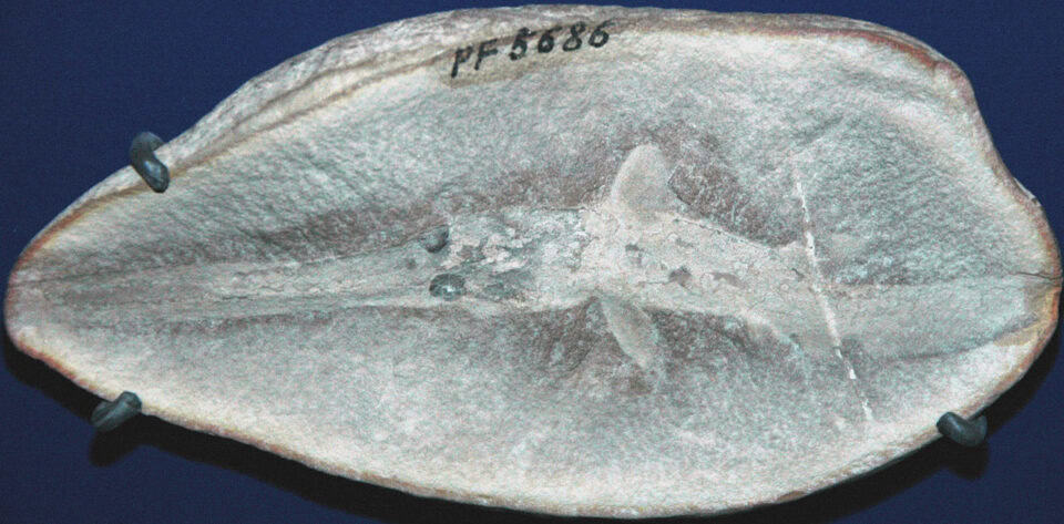 The Oldest Known Shark Fossil Found in the U.S. - Animals Around The Globe