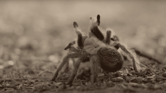 Giant Fossil Spider from Millions of Years Ago Found in Australia