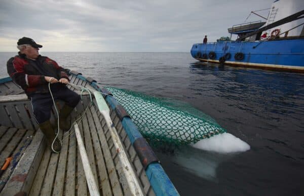 How Iceberg-Hunting Has Changed the Life of Fishermen in Canada ...