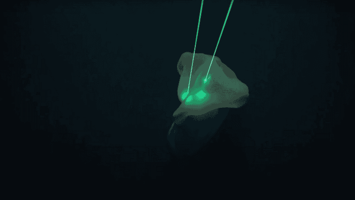 This Jellyfish Shape Shifts in the Ocean Depths