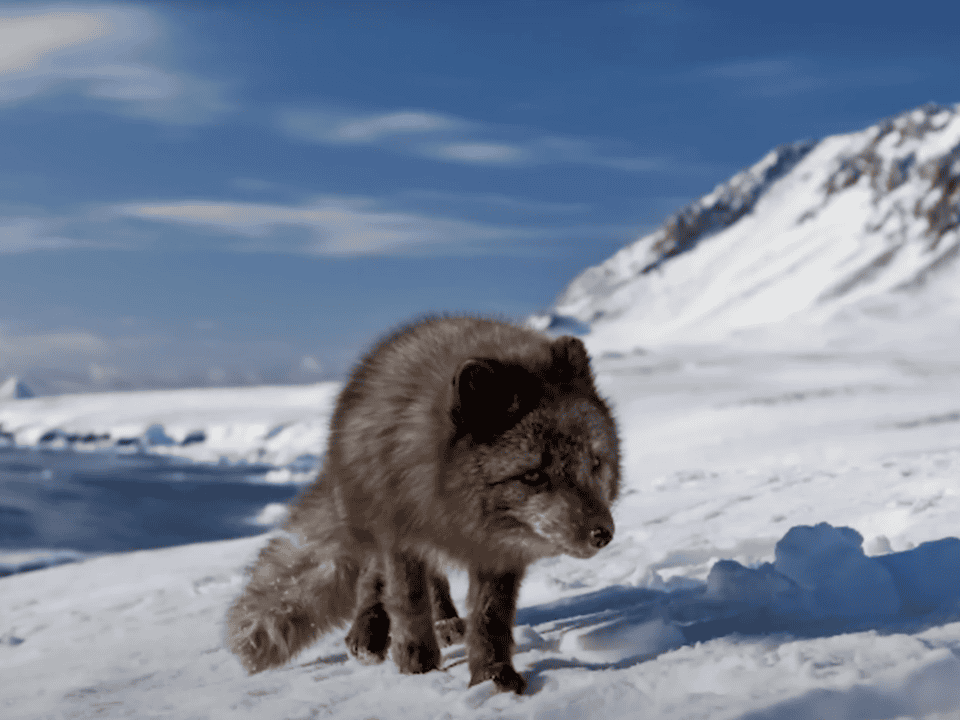 Why Do Arctic Foxes Change Color with the Seasons? - Animals Around The ...