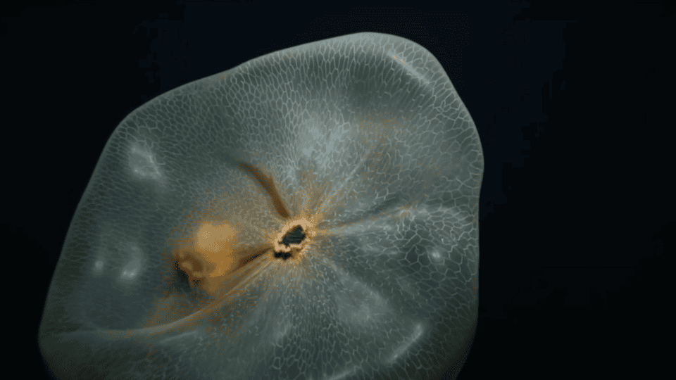This Jellyfish Shape Shifts in the Ocean Depths