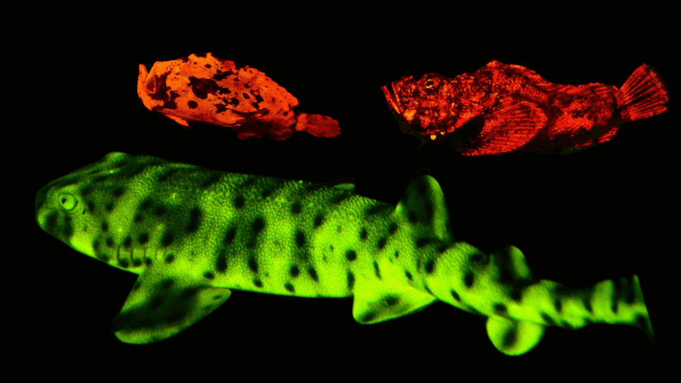 Glow-in-the-Dark Sharks and Other Fascinating Bioluminescent Fish ...